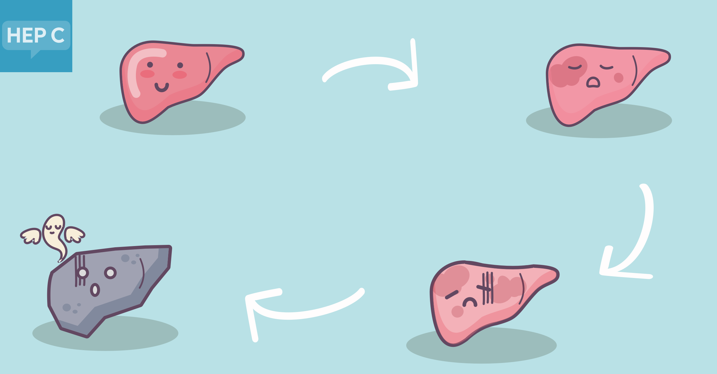 Stages of Liver Disease | HepatitisC.net